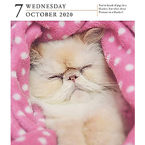 Cat Page-A-Day Gallery Calendar 2020