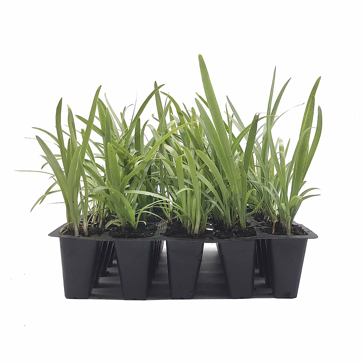 Agapanthus Getty White - 10 Live Plants - Blooming Groundcover Grass