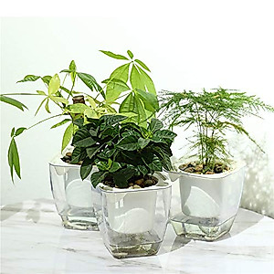 Self Watering Planter , FENGZHITAO African Violet Pots, Clear Plastic Automatic-Watering Planter Flower Pot Square Plant Pot for All House Plants, Succulents, Herb, African Violets (3 Packs Small)