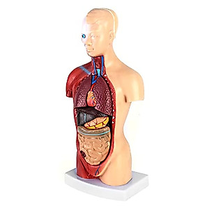 QWORK Human Body Anatomical Torso Doll, 15 Pcs 10-1/4" Detachable Removable Parts, Skeleton, Internal Organs, Visceral, Brain, with Detailed Instructions Manual
