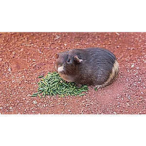 High Desert Delight Alfalfa Pellets: The Holy Grail of Small Pet Food for Your Furry, Feathered, and Shelled Friends