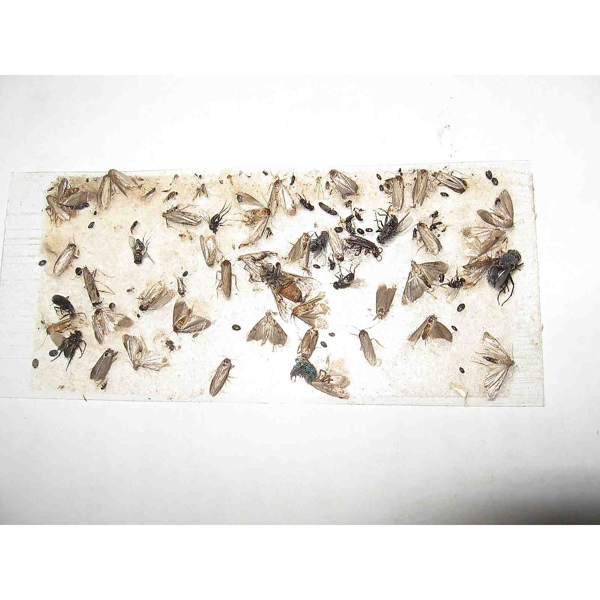 40 pk All Insect Traps/Strips/Glue Boards. Trap Flies, Bees, Wasps, Asian Beetles, etc.