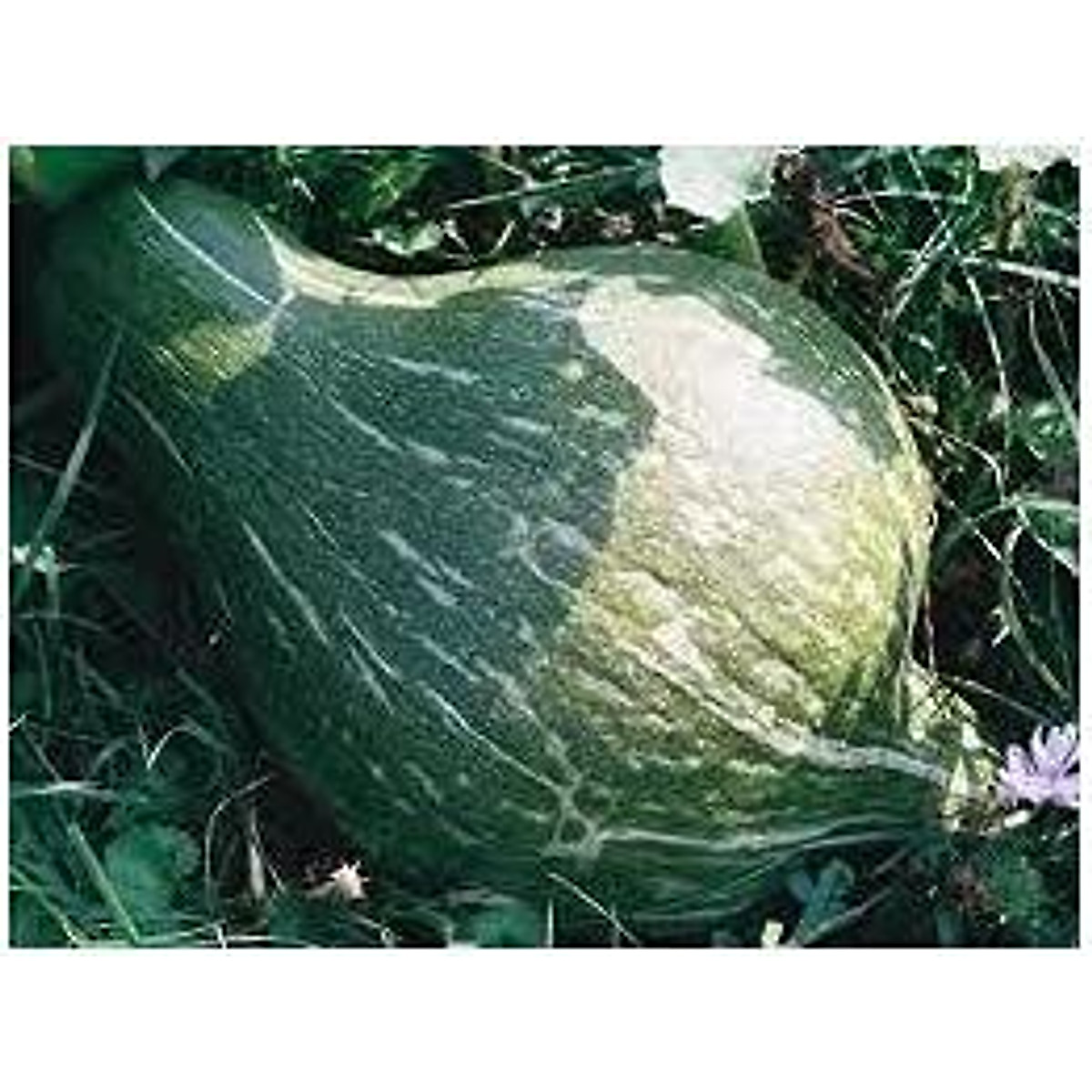True Green Improved Hubbard Squash Seeds for Planting, 25 Heirloom Seeds Per Packet, (Isla's Garden Seeds), Non GMO Seeds, Scientific Name: Cucurbita Maxima, Great Home Garden Gift