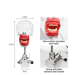 DenFactory Simple Head Model Dental Simulator Phantom Manikin with Teeth for Teaching Practice Study Training Fixed on Desk