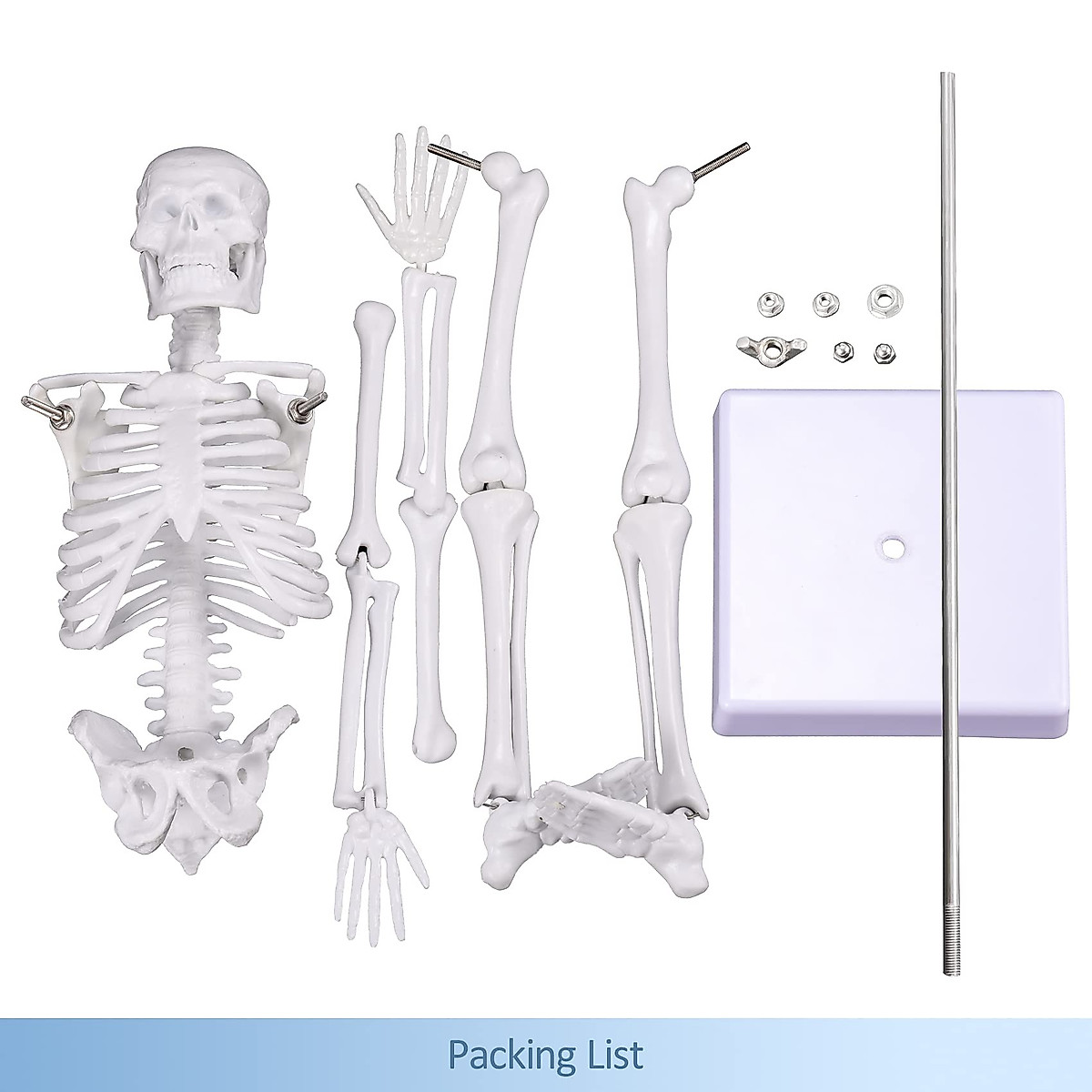 17.7" Human Skeleton Model Anatomical Mini Skeleton Model with Metal Stand, Anatomy Skeleton Model Small with Removable Arms and Legs for Dental Office, Science Lab and Classroom
