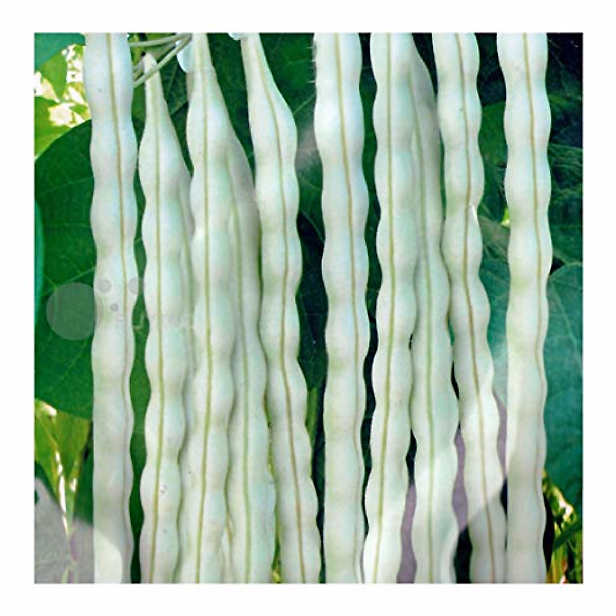 Chinese White Pole Bean 15g Asian Chinese BaiBuLao LaoLaiShao Haricot Garden Seeds for Planting 白不老 老来少架豆 白架豆 芸豆 四季豆种子