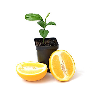 Meyer Lemon Tree Starter Plant. Citrus x meyeri. 3" - 5"