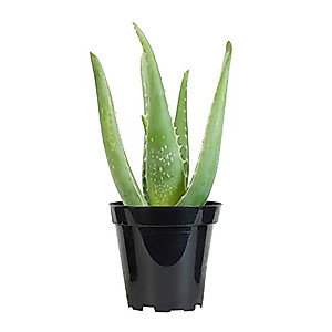 Aloe Vera Plant Live Succulent Plants, Live Aloe Vera Plant Succulents, Live Aloe Plant in Aloe Plant Pot, Aloe Plants Live Indoor Plants, Live Aloe Vera Plant Indoor House Plants by Plants for Pets