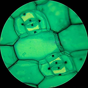 AmScope B100B-MS Compound Binocular Microscope, 40X-2000X Magnification, Brightfield, Tungsten Illumination, Abbe Condenser, Mechanical Stage