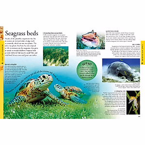 Ocean: A Visual Encyclopedia (DK Children's Visual Encyclopedias)