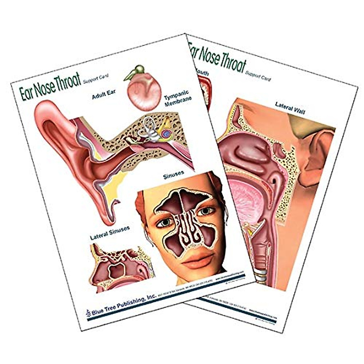 Ear Nose and Throat Support Card