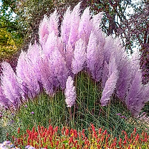 1000+ Mix Pampas Grass Seeds for Planting Heirloom Ornamental Plants Decor Garden Tall Feathery Blooms Blue White Pink Red Yellow