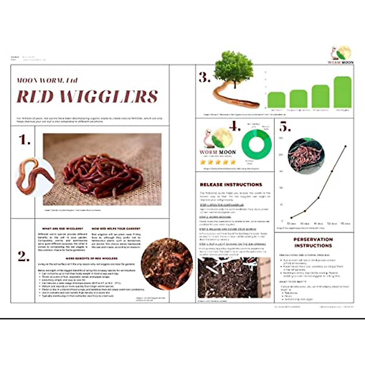 100 Live Red Wigglers Composting Worms