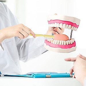Annhua Large Anatonmical Teeth Model 6 Times Dental Hygiene Teeth Models, Dentist Teaching Oral Care Model with Detachable Tongue and Denture Toothbrush