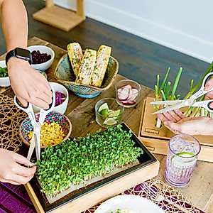 Powerhouse Veggies Refill for Hamama Home Microgreens Growing Kit - Grow Fresh Micro Greens Indoors Every Week, Just Add Water - Superfoods Microgreens Seeds - Grow Superfood Veggies and Supergeens