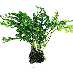 Water Fern Bolbitis Heudelotii Potted Live Aquarium Plant Fresh Water Plants by Greenpro