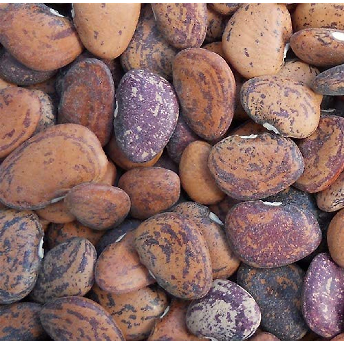 Jackson Wonder Lima Bush Bean Seeds for Planting, 50+ Heirloom Seeds Per Packet, (Isla's Garden Seeds), Non GMO Seeds, Botanical Name: Phaseolus lunatus, Great Home Garden Gift