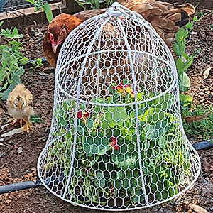 HEIDI & OLAV 3 Pack 20" & 3 Pack 14" Chicken Wire Cloche for Plants Squirrel Proof Metal Plant Cover Cage Garden Animal Protection Metal Plant Cage Protector Dome Rabbit Bunny Guard
