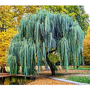 Weeping Willow Tree Cuttings to Plant - Fast Growing Trees - Beautiful Arching Canopy - Popular asBonsai (2 Weeping Willows)