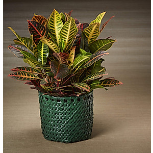 Design Master 794 Hunter Green Colortool Spray