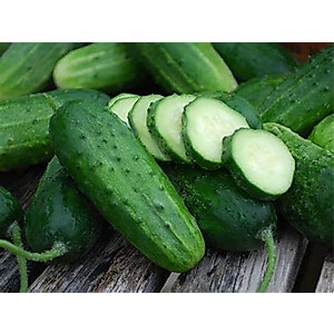 100 Boston Pickling Cucumber Seeds for Planting 3 Grams of Seeds Heirloom Non GMO USA Harvested Survival Garden