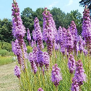 QAUZUY GARDEN 500 Seeds Blazing Star Seeds Purple Dense Blazing Star Gay Feather Liatris Spicata Flower Seeds- Beautiful Hardy Flowers - Attract Pollinators& Low Maintain