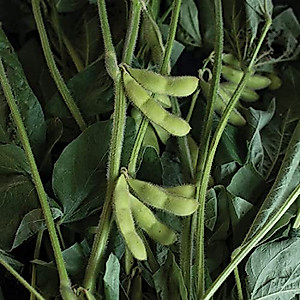 David's Garden Seeds Bean Soy Karikachi FBA-00038 (Green) 50 Non-GMO, Heirloom Seeds