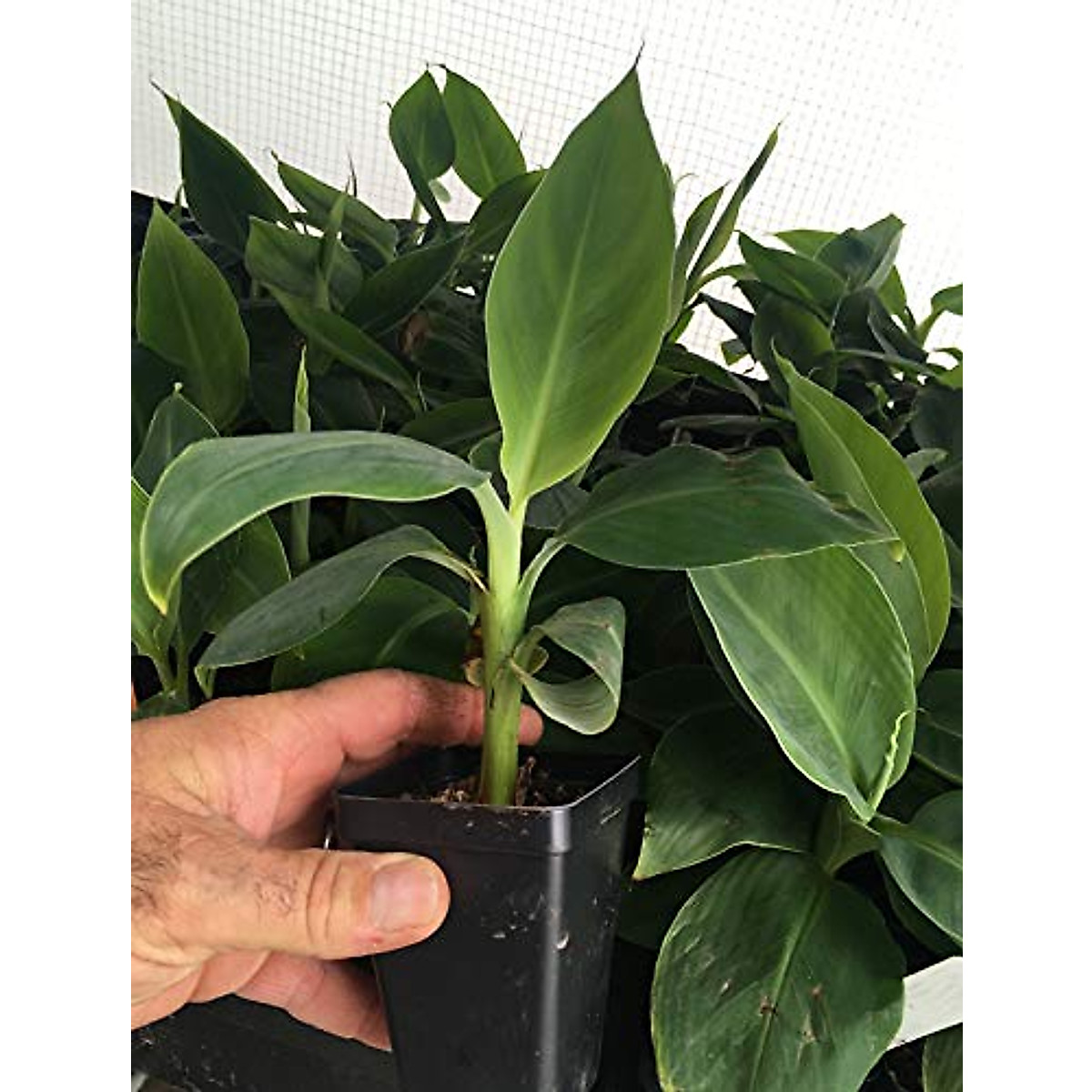 Grand Nain Chiquita Banana Tree - Live Dwarf Banana Plant