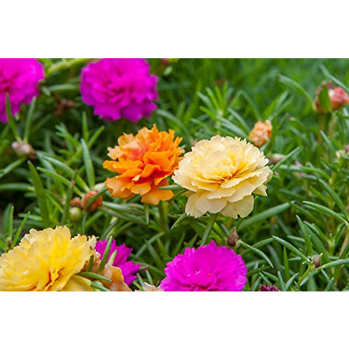 hua xian zi,Moss Rose (Portulaca Grandiflora) Mixed Colors 10000+ Fresh Seeds
