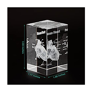 Ultrassist 3D Human Heart Crystal Model, Laser Etched Anatomical Model for Home and Office Decoration, Cardiology Gifts