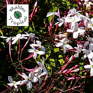 Jasminum Polyanthum Fragrant Mini Starter Plant/Pink budded, White Flowers Jasmine in 2" Pot - California Grown