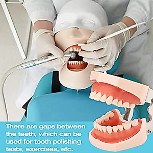 ANNWAH Dental Typodont Teeth Model,Completely Detachable Teeth Model Suitable for Teaching,Practice and Study,Come with a Small Screwdriver