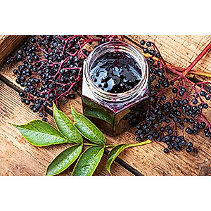 Gaea's Blessing Seeds - Elderberry Seeds - American Black Elderberry Heirloom - Non-GMO Seeds with Easy to Follow Planting Instructions - 90% Germination Rate