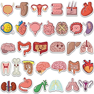 Cute Cartoon Organs Stickers, 65PCS Medical Body Organ Anatomy Stickers Pack for Kids, Teens, Waterproof Vinyl Stickers Bulk for Water Bottle, Laptop