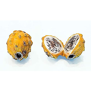 Yellow Dragon Fruit - "Yellow Dragon" Dragon Fruit - Selenicereus 'Yellow Dragon'