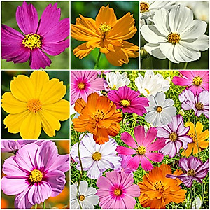 Seed Needs, Large 2.1 Ounce Package of 7,000+ Crazy Mix Cosmos Seed Mixture for Planting (Cosmos Bipinnatus Butterfly Attracting Cosmos Mixture) 10+ Varieties Open Pollinated - Bulk