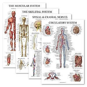 Palace Learning 4 Pack - Anatomical Poster Set - Laminated - Muscular, Skeletal, Spinal Nerves, Circulatory System - Anatomy Chart Set (LAMINATED, 18” x 24”)