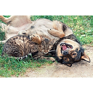 cat Joint Supplements - PET Joint Health Complex with Turmeric - Dogs and Cats - MSM GLUCOSAMINE - Immune Boost - Joint Health for Cats - 3 Bottles (180 Tablets)