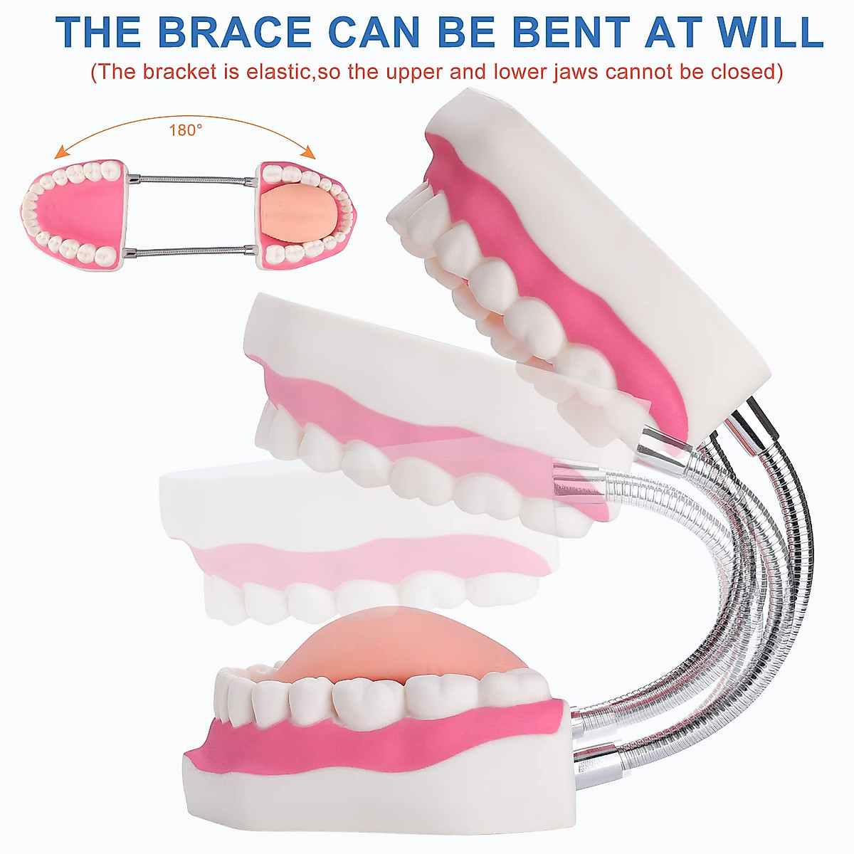 Healthible Tooth Brushing Model - 6 Time Tongue Teeth Model Mouth Model for Speech Therapy Kids Dental Care Teaching Demonstration Model