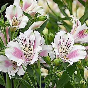 QAUZUY GARDEN 25 Mixed Peruvian Lily (Lily of The Incas/Princess Lily) Alstroemeria Seeds Perennial Delicate Flowers for Bouquets Flower Arrangements Attract Pollinators