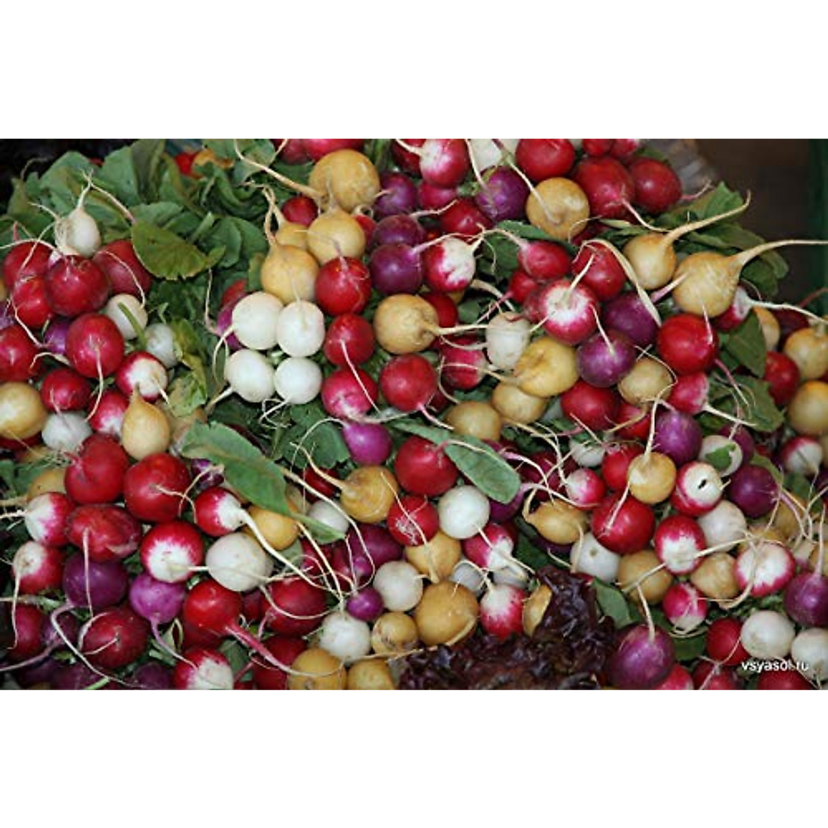 Colorful Radish Seed Mix Easy to Grow Vegetable Garden Seeds for Planting 100 Seeds