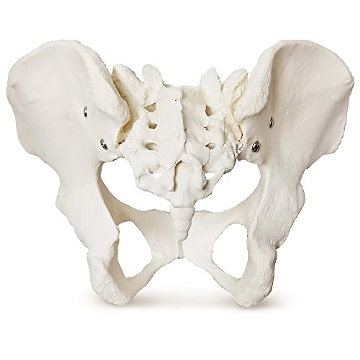 2023 New Female Pelvis Model,Life Size Female Pelvic Skeleton Model, Anatomy Medical Model for Science Education, Study of the Anatomical Features