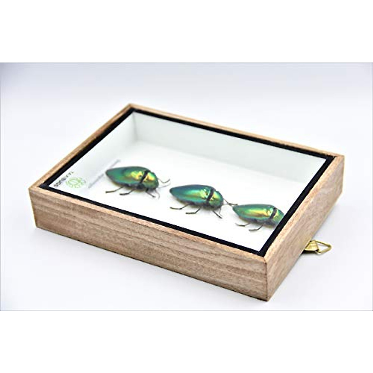 TAXIBUGS Jewel Beetle Mounts Insect Animals Taxidermy in Framed (3 Sternocera Aeguisignata Closed Wings)