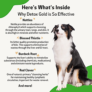 Pet Wellbeing Detox Gold for Dogs - Vet-Formulated - Gentle Detoxification & Elimination Support - Natural Herbal Supplement 2 oz (59 ml)