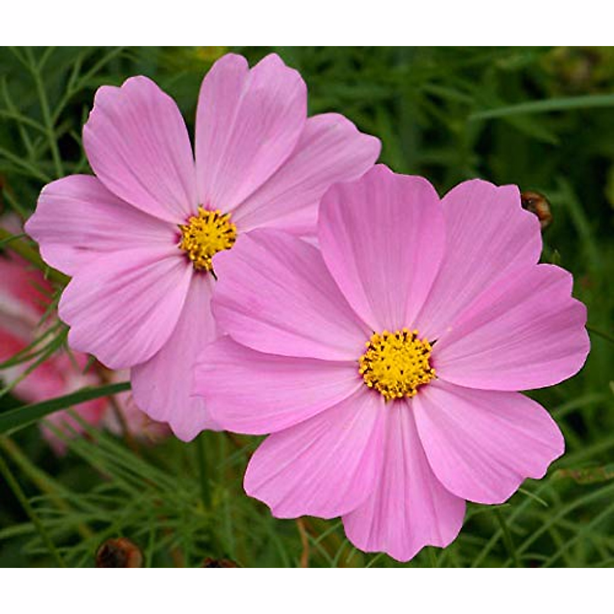 "Dwarf Pink" Cosmos Flower Seeds for Planting, 750+ Flower Seeds Per Packet, (Isla's Garden Seeds), Non GMO & Heirloom Seeds, Scientific Name: Cosmos bipinnatus