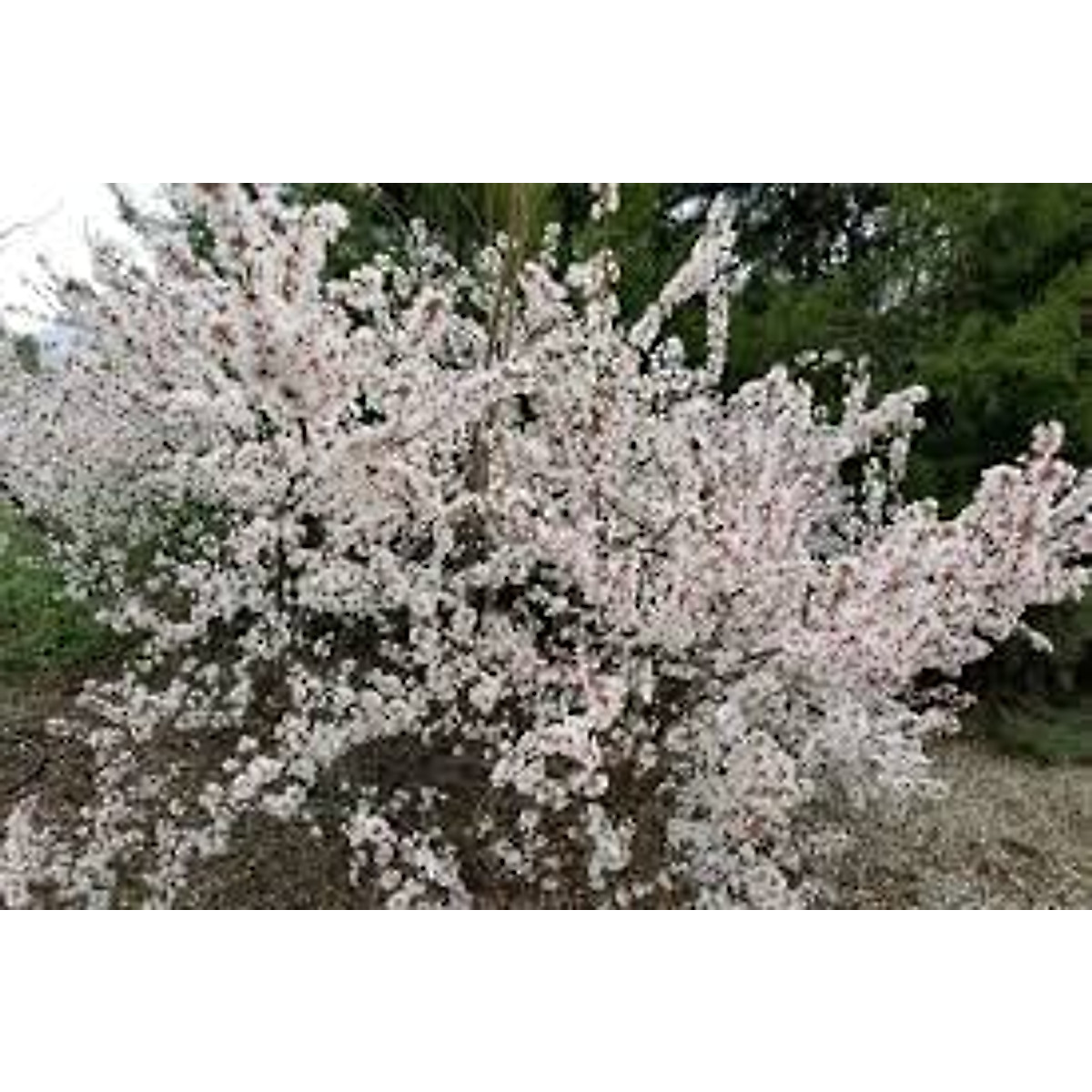Votaniki Starter Plant Fruiting Red Nanking Cherry Trees Live Plants - Dwarf Cherry Tree Tart Cherry Fruit Tree Bush Cherry Plants Live Dwarf Fruit Trees - Live Fruit Plants Cherry for Planting