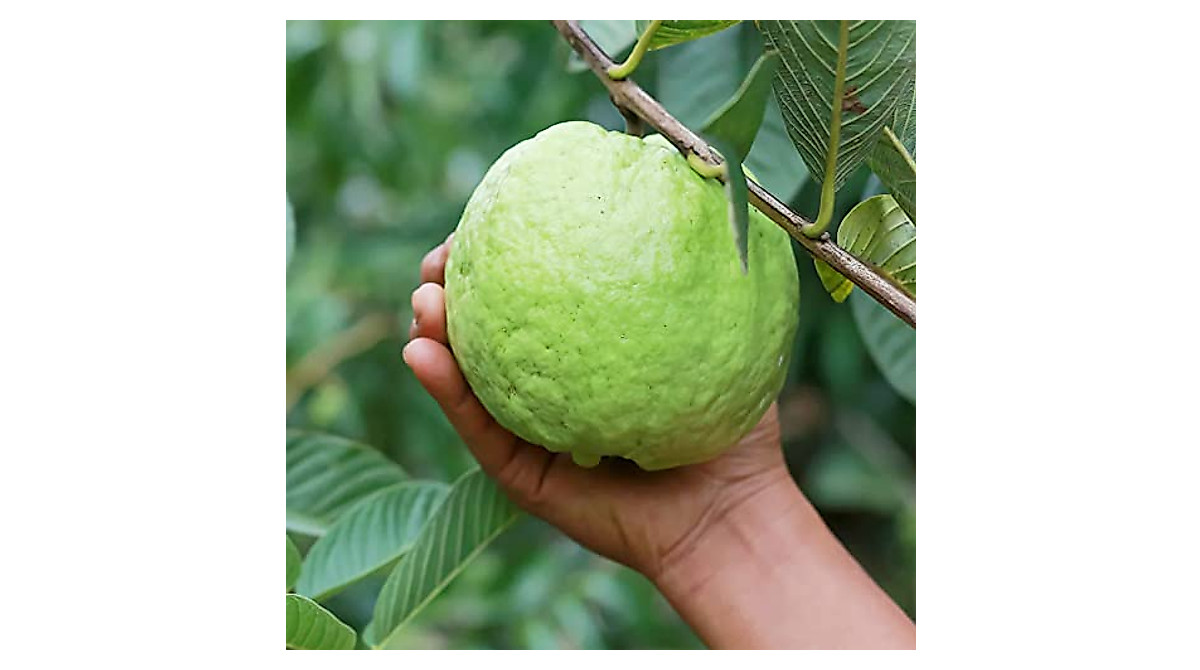 Grow Delicious Guava: 160 Non-GMO Seeds for Your Garden