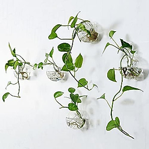 DZHJKIO Pack of 6 Glass Planters Wall Hanging Planters Round Glass Plant Pots Hanging Air Plant Pots Flower Vase Air Plant Terrariums Wall Hanging Plant Container, 12 cm Diameter