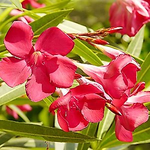 Nerium Oleander Seeds Hardy Red Oleander Evergreen Deer & Rabbit Resistant Drought & Salt Tolerant Showy Low Maintenance Pathway Hedge Screen Container Outdoor 5Pcs Shrub Seeds by YEGAOL Garden