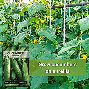 Sow Right Seeds - Beit Alpha Cucumber Seeds for Planting - Non-GMO Heirloom Seeds with Instructions to Plant and Grow a Home Vegetable Garden, Great Gardening Gift (1)